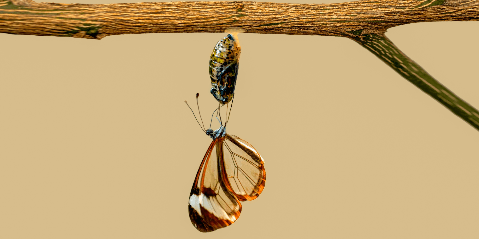 Transformation for free - Shankari Susanne Hill